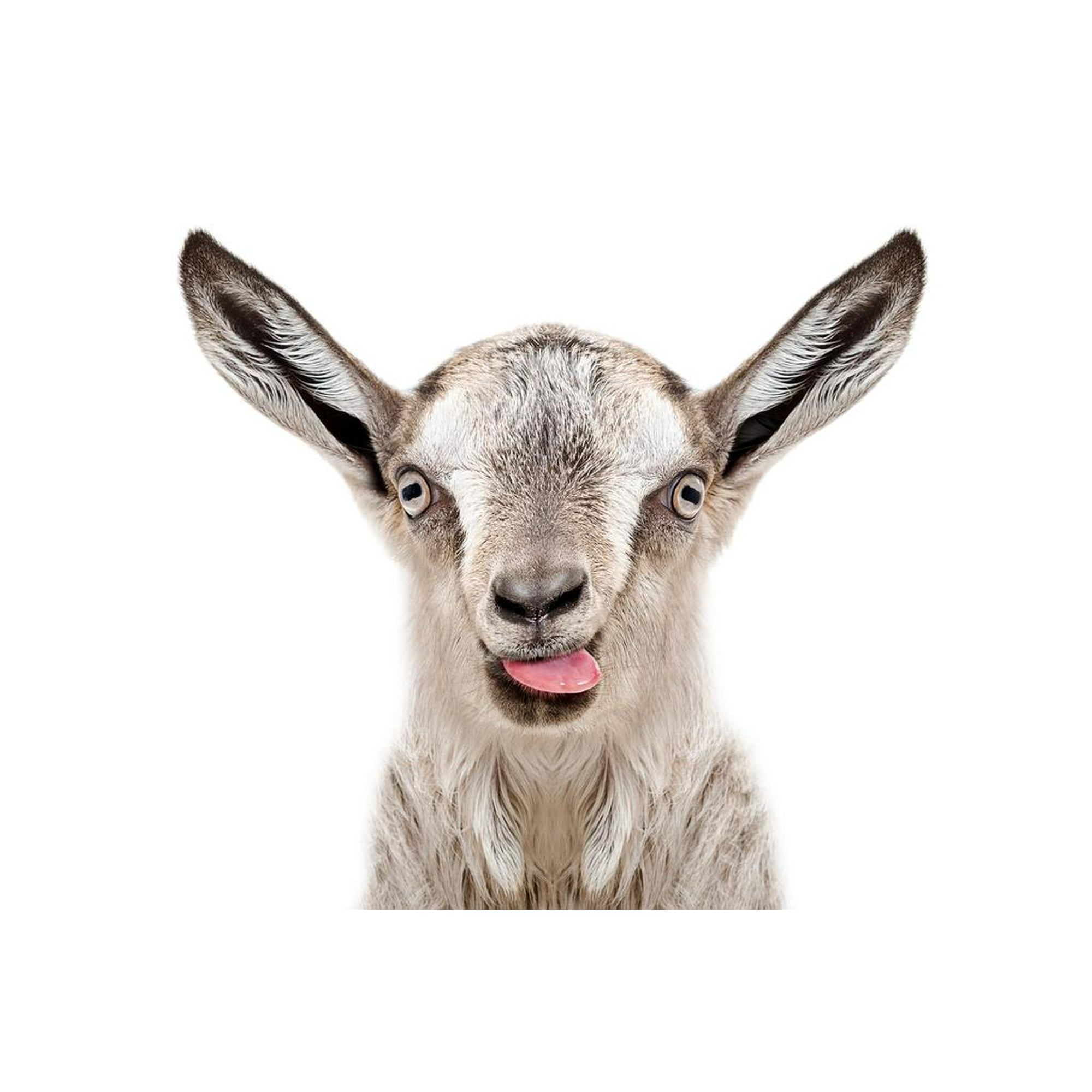 Funny Goat Face