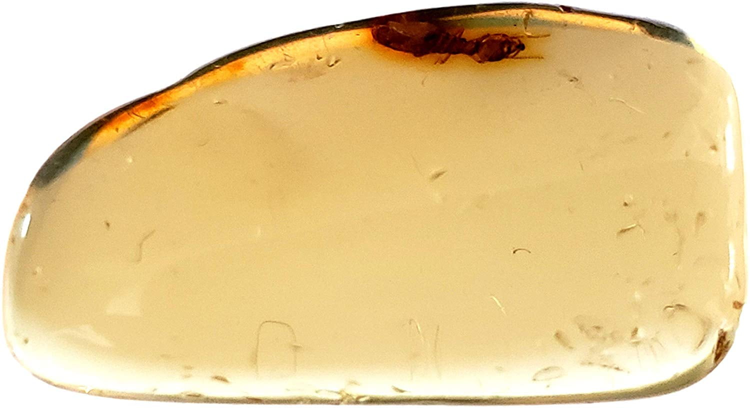 Genuine Amber Fossil Specimen - Large Insect Inclusion - Naturally ...