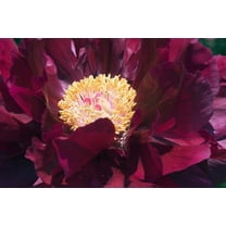 Fragrant Black Beauty Bareroot Peony, Shade Perennial Flower, 2-3 Eye ...