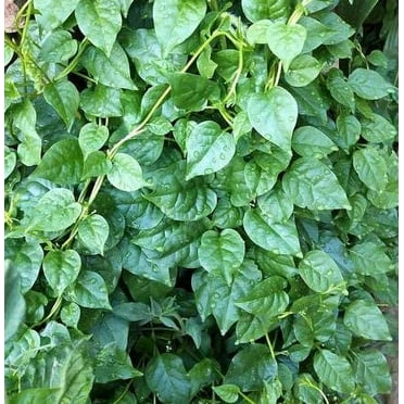 500 Green Malabar Spinach Seeds - Heat loving, frost sensitive.fast ...