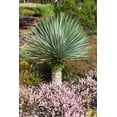 5 Beaked Yucca Tree Seeds for Planting - Yucca rostrata (5 Seeds per ...