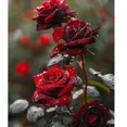 200 Count Black and Red Rose Flower Seeds for Outdoor Planting – GMO ...