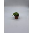 Variegated Emerald Ripple Peperomia, Freckles, Caperata, 2 inch Pot ...