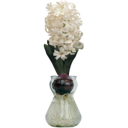 Blue Hyacinth Kit, with Glass Vase | Walmart Canada