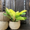 Philodendron Moonlight Live Plant for Indoor | Different Houseplants in ...