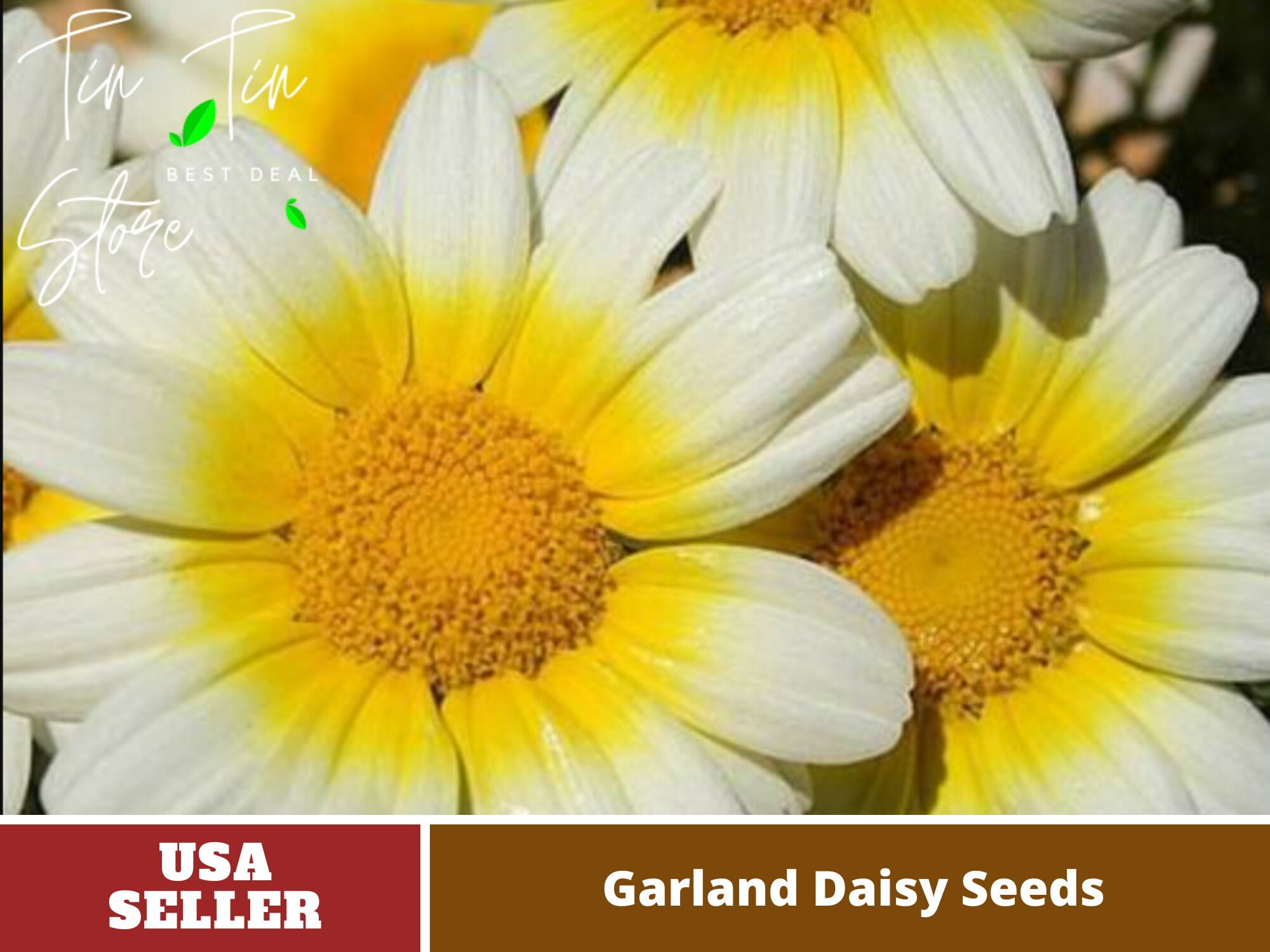 100+ Seeds-Garland Daisy Flower-Authentic Seeds-Flowers-Rose seeds-Herb ...