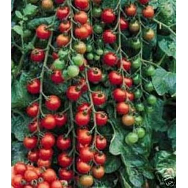 Tomato Small Cherry Basket Pack Garden Heirloom Vegetable 100 Seeds By ...