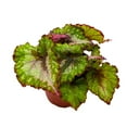 Harmony's Magic Dragon Begonia Rex 6 inch Purple Splash - Walmart.com