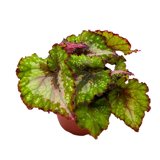 Harmony's Magic Dragon Begonia Rex 6 inch Purple Splash - Walmart.com