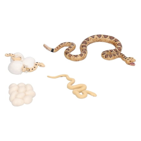 Snake Life Cycle Stages Figures, Growth Stage Model Rattlesnake Growth ...
