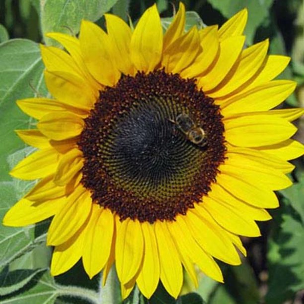 Supreme Plant