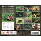 Beaver Calendar 2025 Monthly Wall Calender 12 Month | American Made In ...