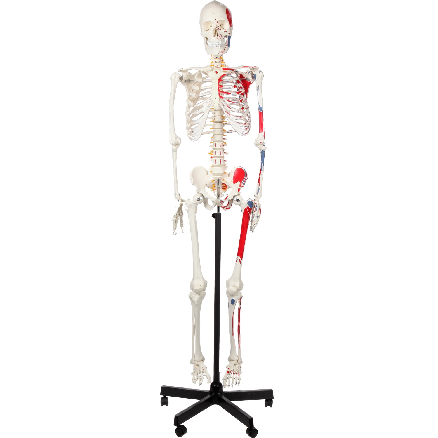 Axis Scientific Painted and Numbered Skeleton Anatomy Bundle, 5'6" Life ...