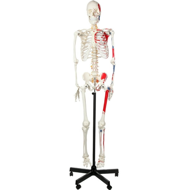 Axis Scientific Painted and Numbered Skeleton Anatomy Bundle, 5'6" Life ...