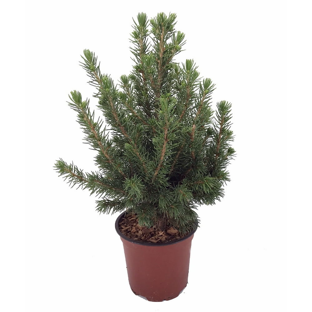 Dwarf Alberta Spruce - Picea glauca 'Conica' - Very Hardy - 4" Pot ...