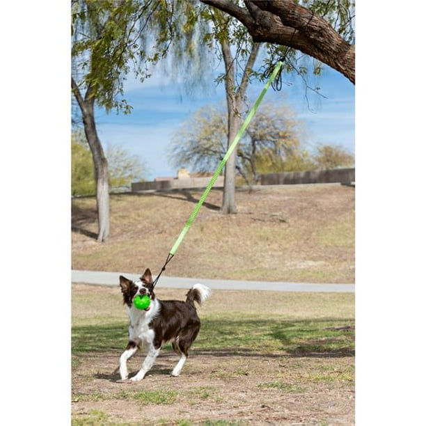 Jolly Pets JP071 Jolly Pets Tree Tugger Bungee, Green - Large - Walmart.com
