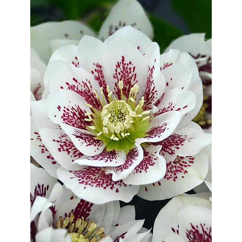 Confetti Cake™ Wedding Bells Christmas/Lenten Rose - Helleborus ...