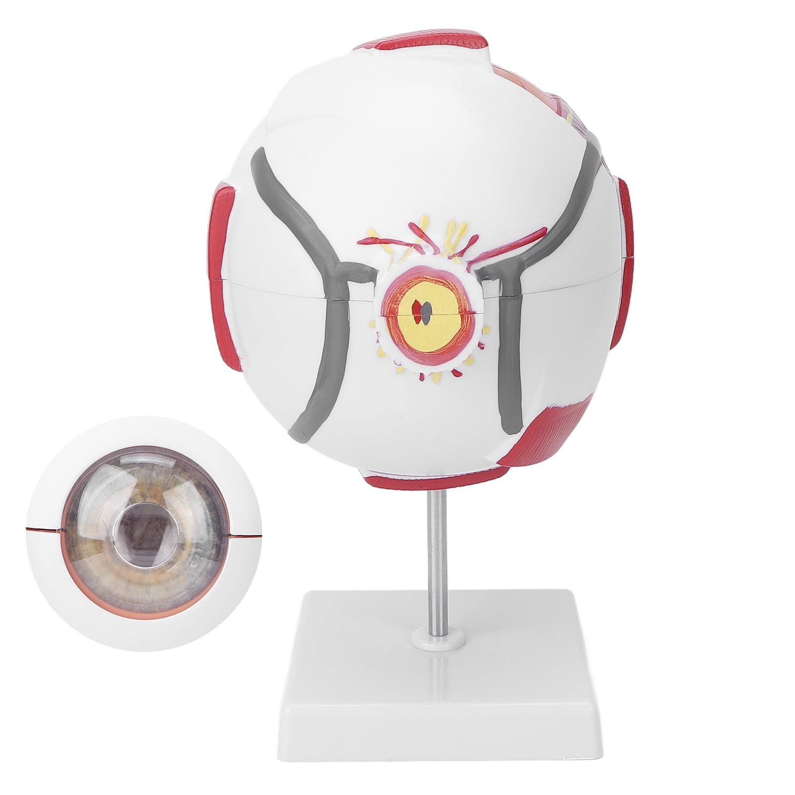 LHCER Eyeball Model,Human Eyeball Model 6 Times Enlarged 7 Parts Eye ...