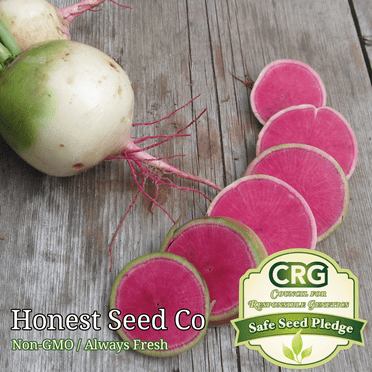 Rambo Purple Sprouting Radish Garden Seeds - 1 Lbs - Non-GMO, Organic ...