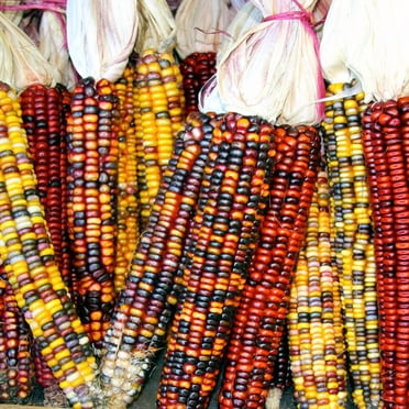 100 Seeds Colorful Ornamental INDIAN CORN WAMPUM Zea Mays Vegetable ...