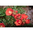 20 SCARLET GLOBEMALLOW Sphaeralcea Coccinea Cowboy's Delight Native Red ...