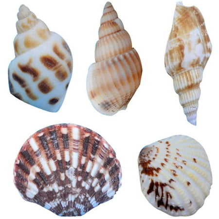 50pcs Sea Shells Mixed Ocean Beach Seashells Craft for Beach Theme ...
