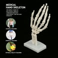 Detailed Joint Study for Medical Education Life-Sized Human Hand ...