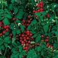 300 Seeds SMALL Red CHERRY TOMATO Lycopersicon Lycopersicum Fruit ...
