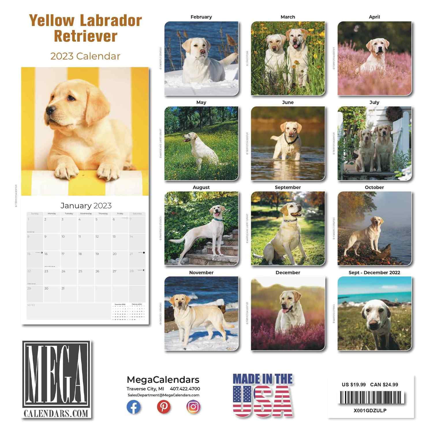 Buy 2022 2023 Yellow Labrador Retriever Calendar - Dog Breed Monthly ...