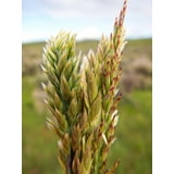 500 MUTTONGRASS Poa Fendleriana Eragrostis Mutton Grass Bluegrass ...