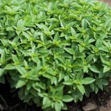 Eden Brothers Basil Seeds - Minette Compact Greek Non-GMO Seeds for ...