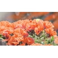 50 APRICOT BEAUTY STATICE Limonium Sinuatum Flower Seeds - Walmart.com