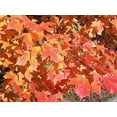 25 SUGAR MAPLE Syrup TREE Native Rock Fall Color Acer Saccharum Seeds ...