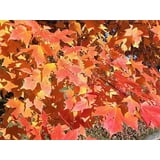 25 SUGAR MAPLE Syrup TREE Native Rock Fall Color Acer Saccharum Seeds ...