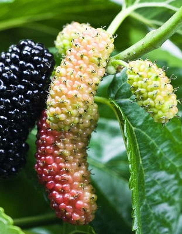 Mulberry Fragrance Oil | Walmart en línea