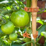 Dstone Garden Clips for Vine Crops, Climbing Plants, Flowers - Easy-to ...