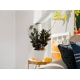 Trending Topicals by Costa Farms 24" Zamioculcas Zamiifolia Raven House ...