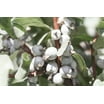 Seedville USA, American Silverberry Seeds, Elaeagnus Commutata, Silvery ...