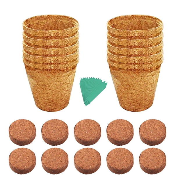Coco Plant Seed