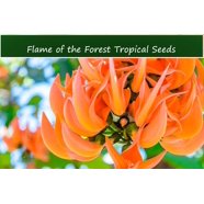 Serendipity Seeds - Kadam Tree 20 Seeds, Orange Flowers with Sweet ...