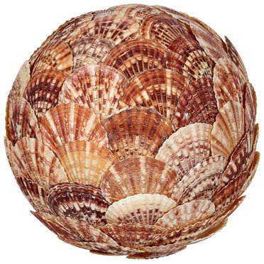 Triton Decorative Shell 10-11" Large Decorative Seashell - Walmart.com