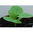 500 Green Malabar Spinach Seeds - Heat loving, frost sensitive.fast ...