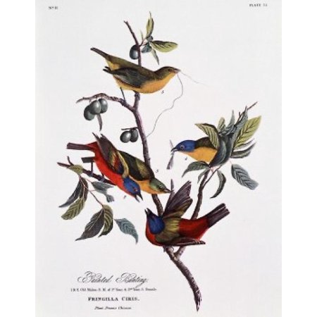 Painted Bunting, John James Audubon (1785-1851 American) Poster ...