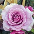 Heirloom Roses - Arborose Quicksilver, Purple Climbing Rose Bush, Live ...