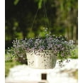 Outsidepride Bacopa Blutopia Blue Sutera Cordata Plant Seed - 20 Seeds ...