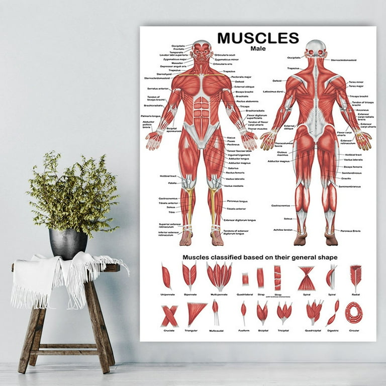 Back Muscles Anatomy Chart
