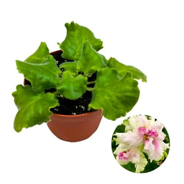 Harmony Foliage Hawaiian Pearl African Violet Saintpaulia 4 inch ...
