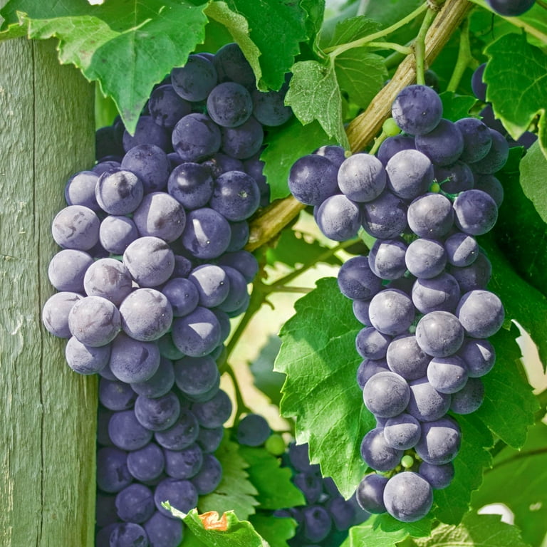 Concord Grape Clusters