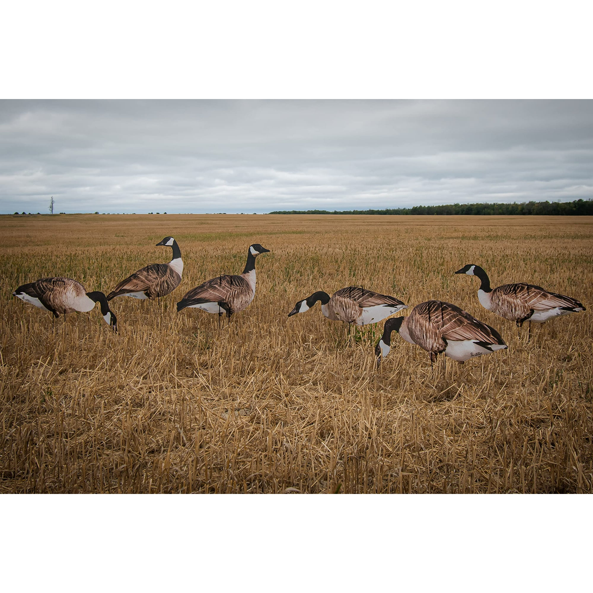 Click here for Real Geese Real-Geese 1 Doz Vivid Series Silhouett... prices
