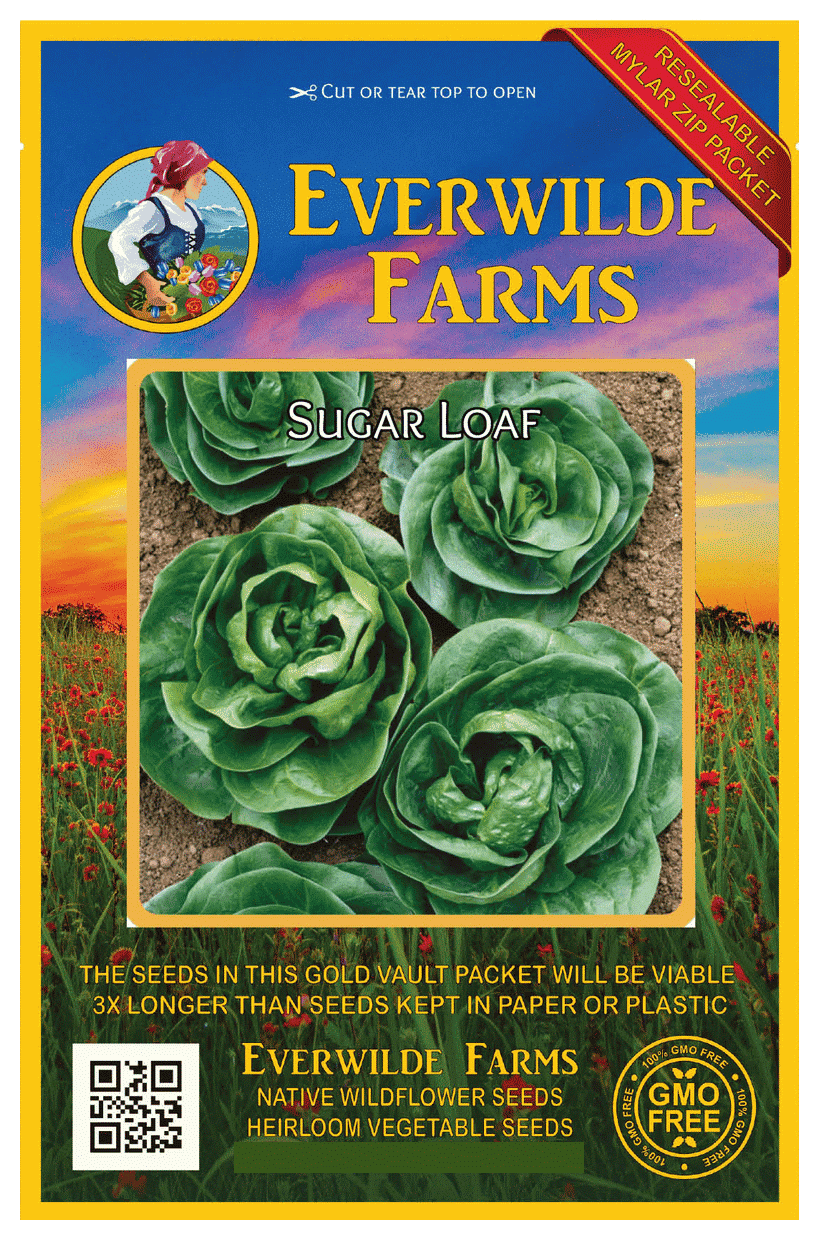 Everwilde Farms - 1000 Sugar Loaf Endive Seeds - Gold Vault Jumbo Bulk ...